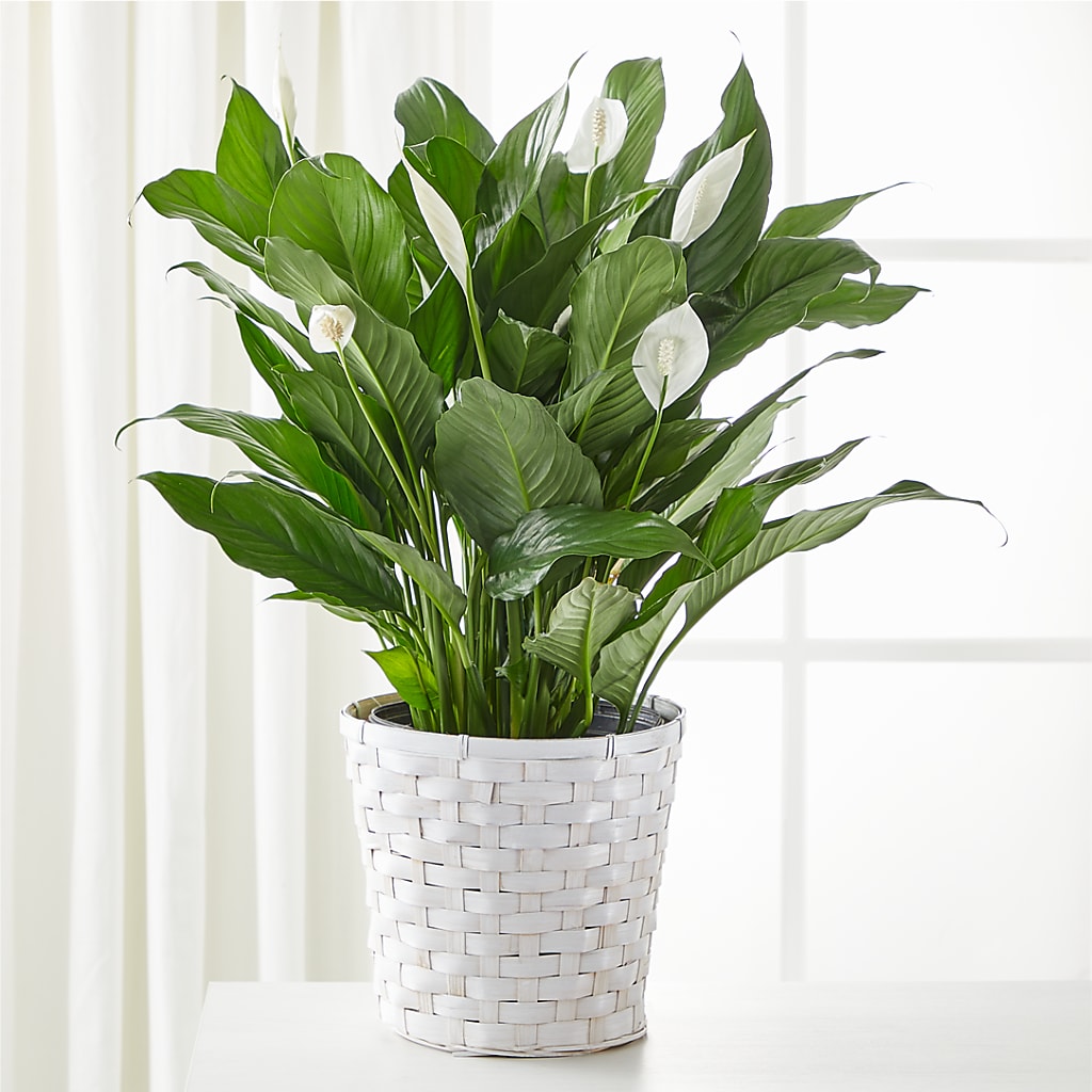 Bullhead City Florist | Same Day Flower Delivery by Gifted Delights